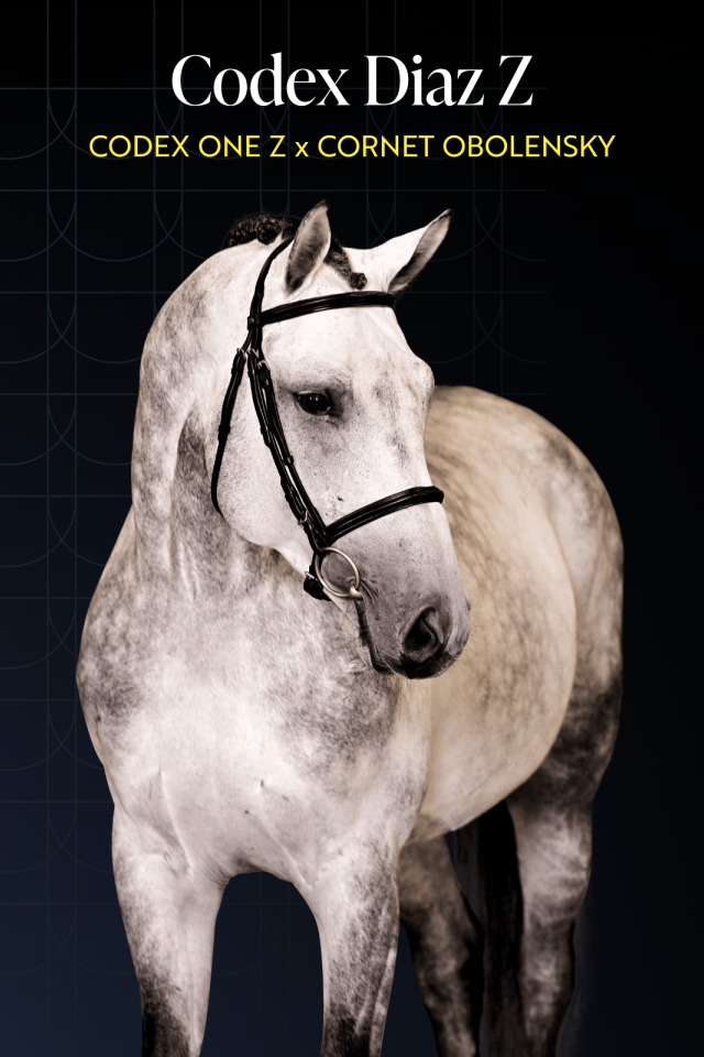 CODEX DIAZ Z - Approved stallion in the footsteps of his Aachen Grand Prix winning sire, Codex ...